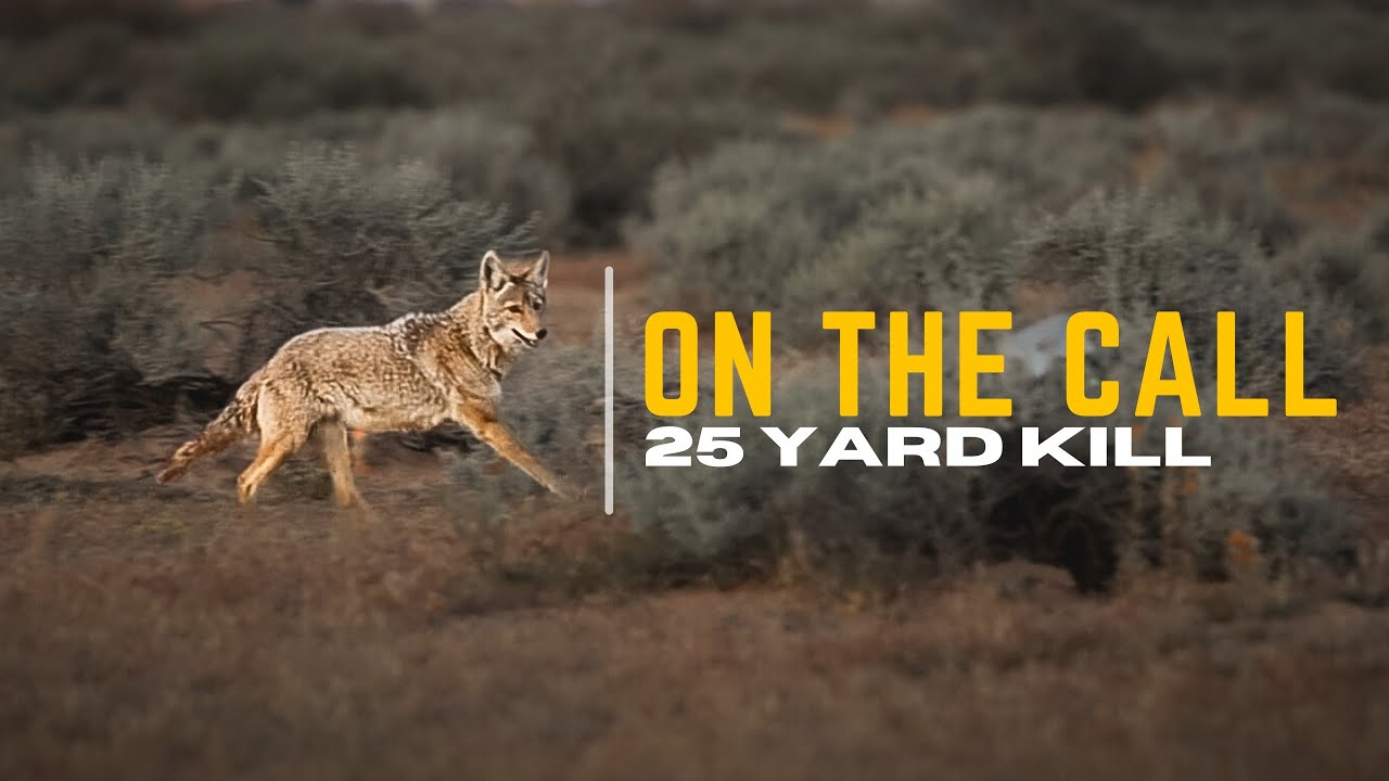 Calling coyotes right on the call 4k footage - YouTube