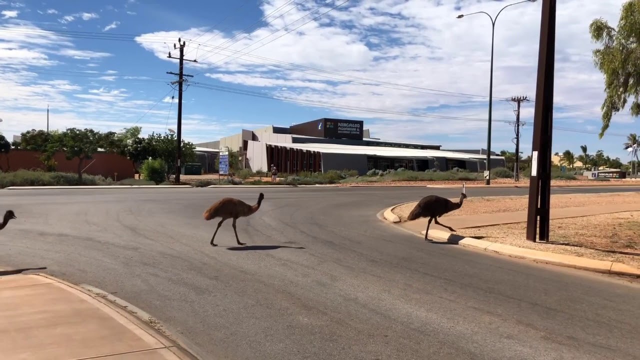 Emu wandering down the street in Exmouth, WA - YouTube