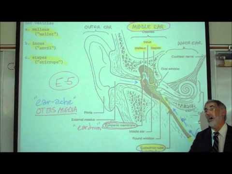 THE HUMAN SKULL; PART 2 by Professor Fink