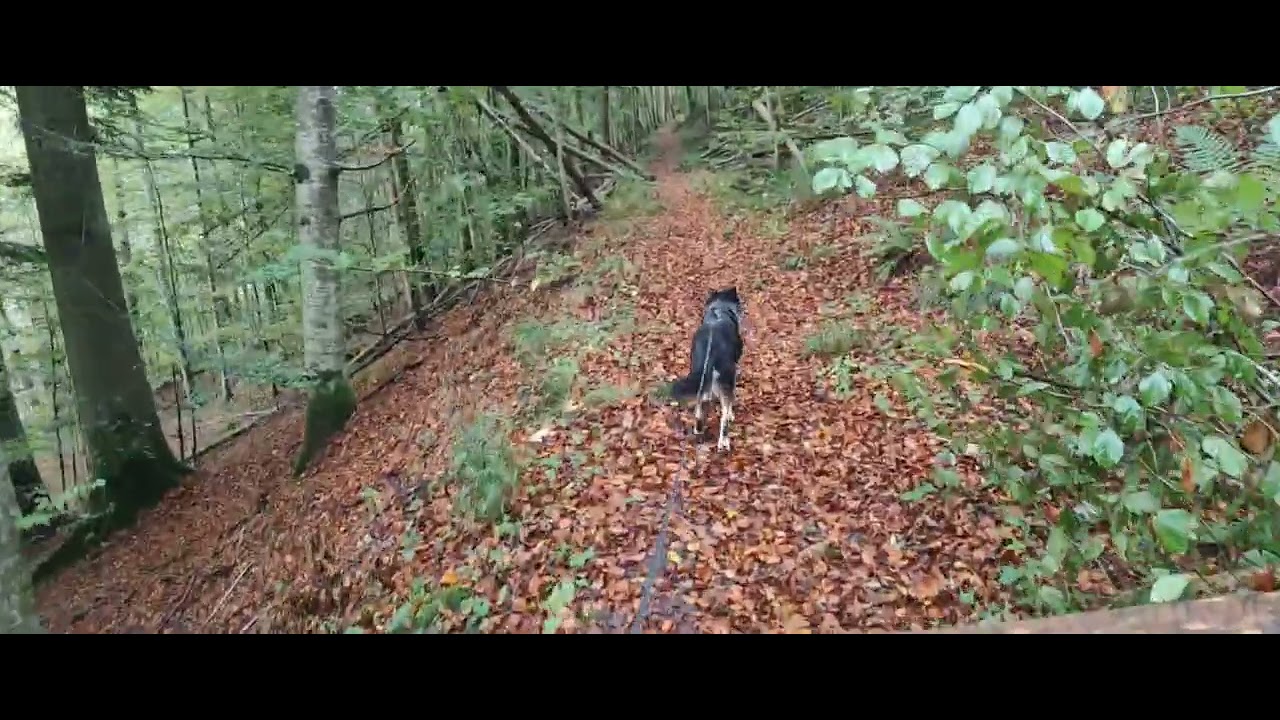 Naturpark Sihlwald ZH🇨🇭..#dog #doglover #dogs #walking #dogwalk#nature ...