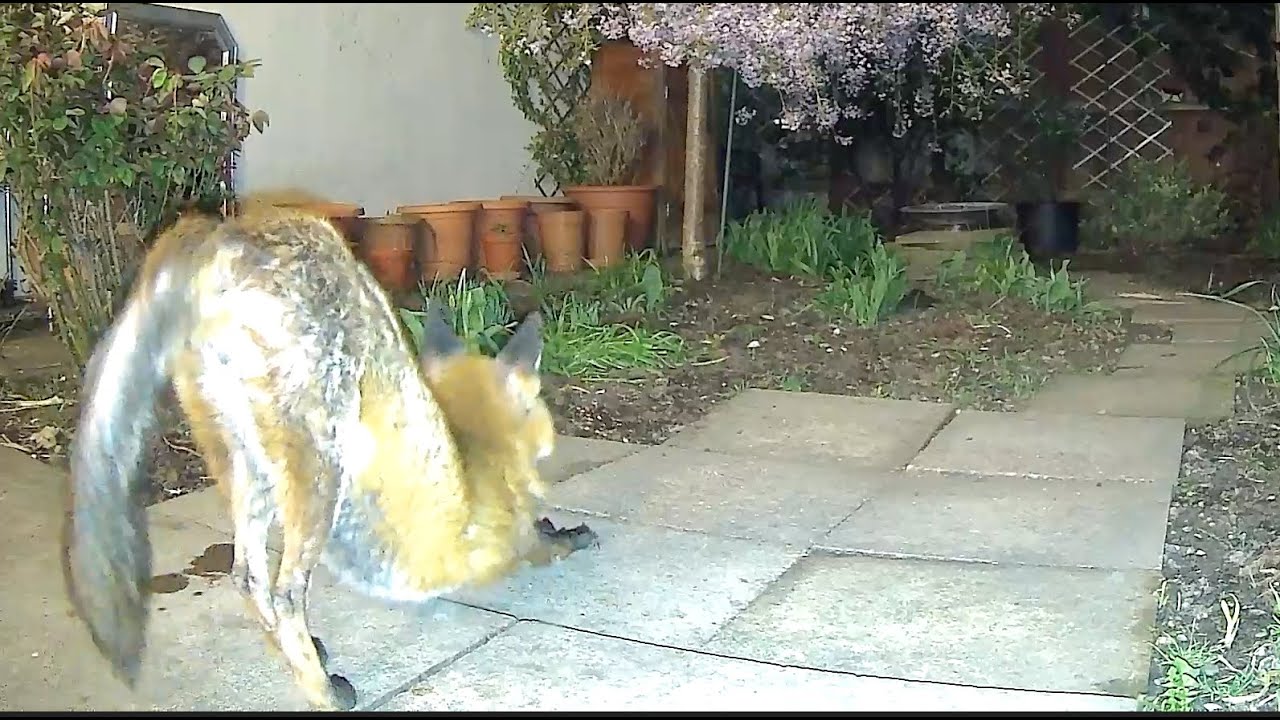 Day 6 – Randall-The-Red does the 'downward-fox' - YouTube