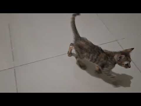 ANAK KUCING PAGI PAGI MINTA NENEN, INDUKNYA GAK MAU