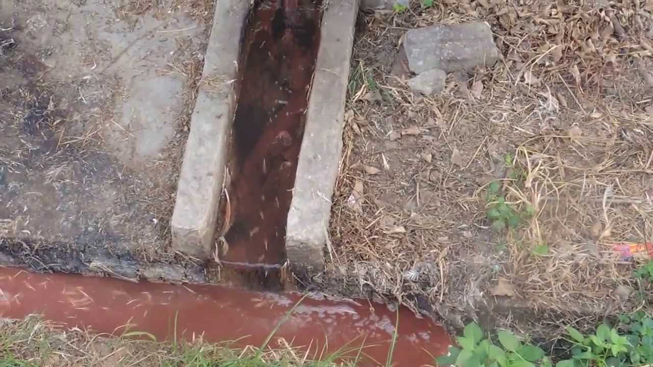 Chicken Slaughter House pt. 3 Blood runs in the gutter - YouTube
