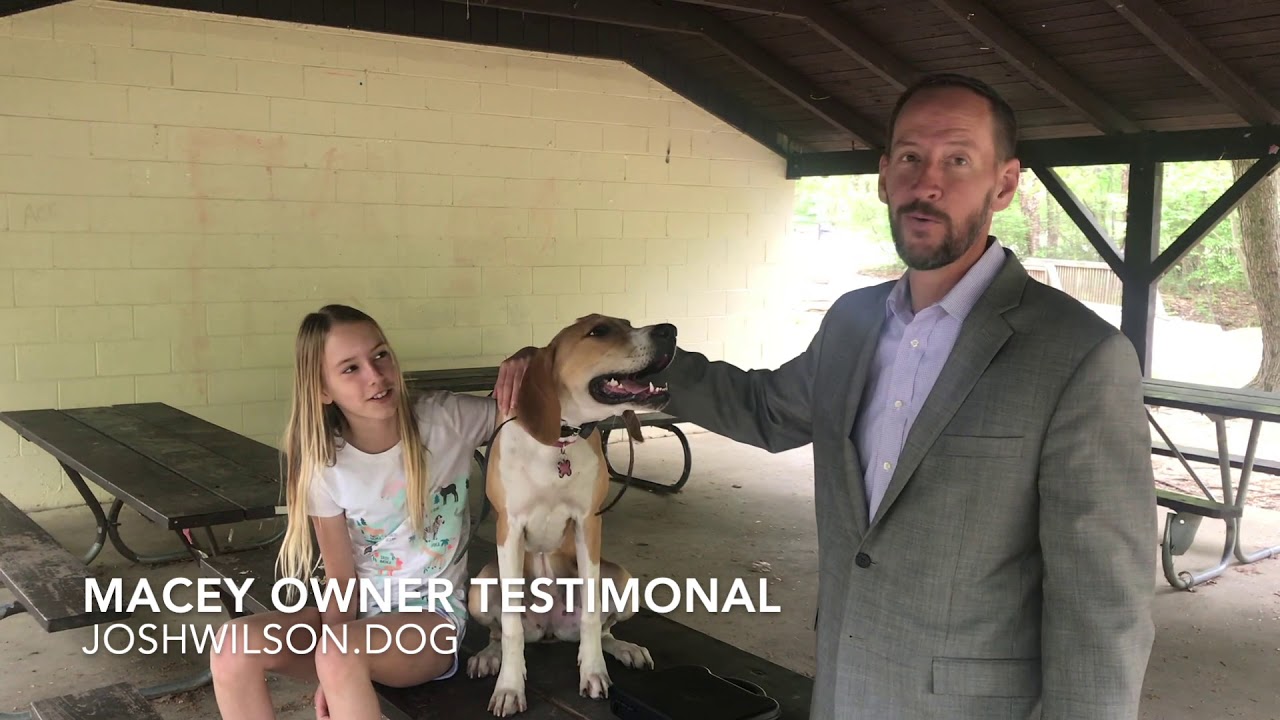 Coon Hound Great Dane mix "Macey" Owner Testimonial - YouTube