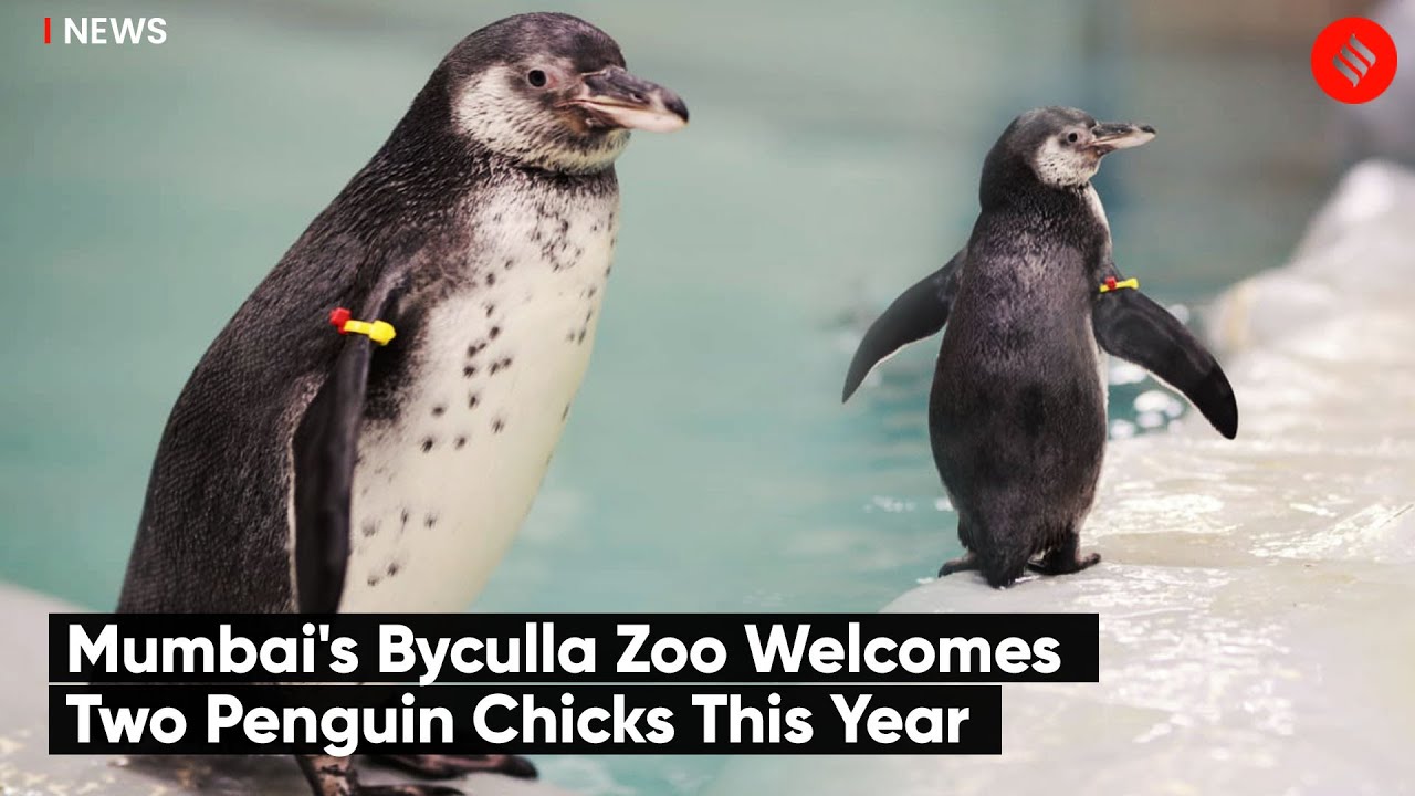 Mumbai's Byculla Zoo Welcomes Two Penguin Chicks This Year - YouTube