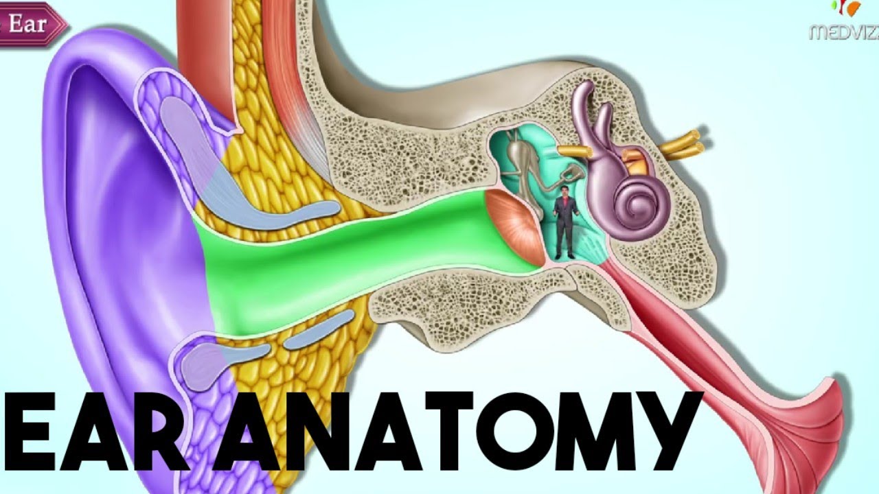 Middle Ear anatomy with 3D Animation - YouTube