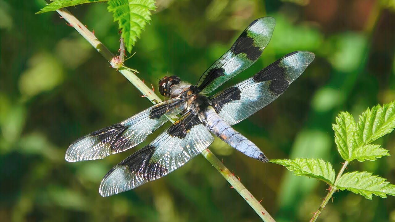 Summer Collection 2024 - YouTube