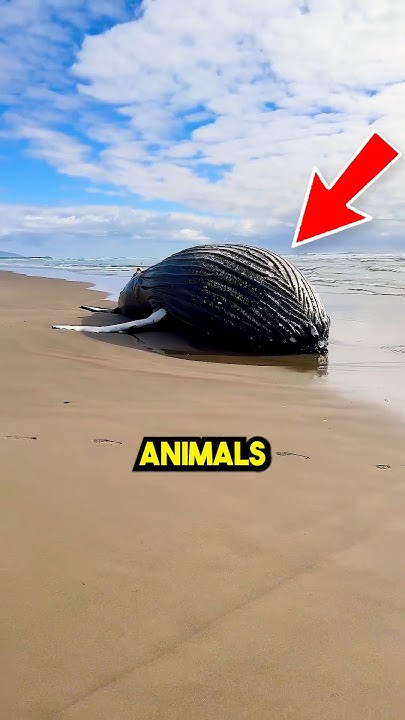 Animals That Explode Like BOMBS After Death😱 - YouTube