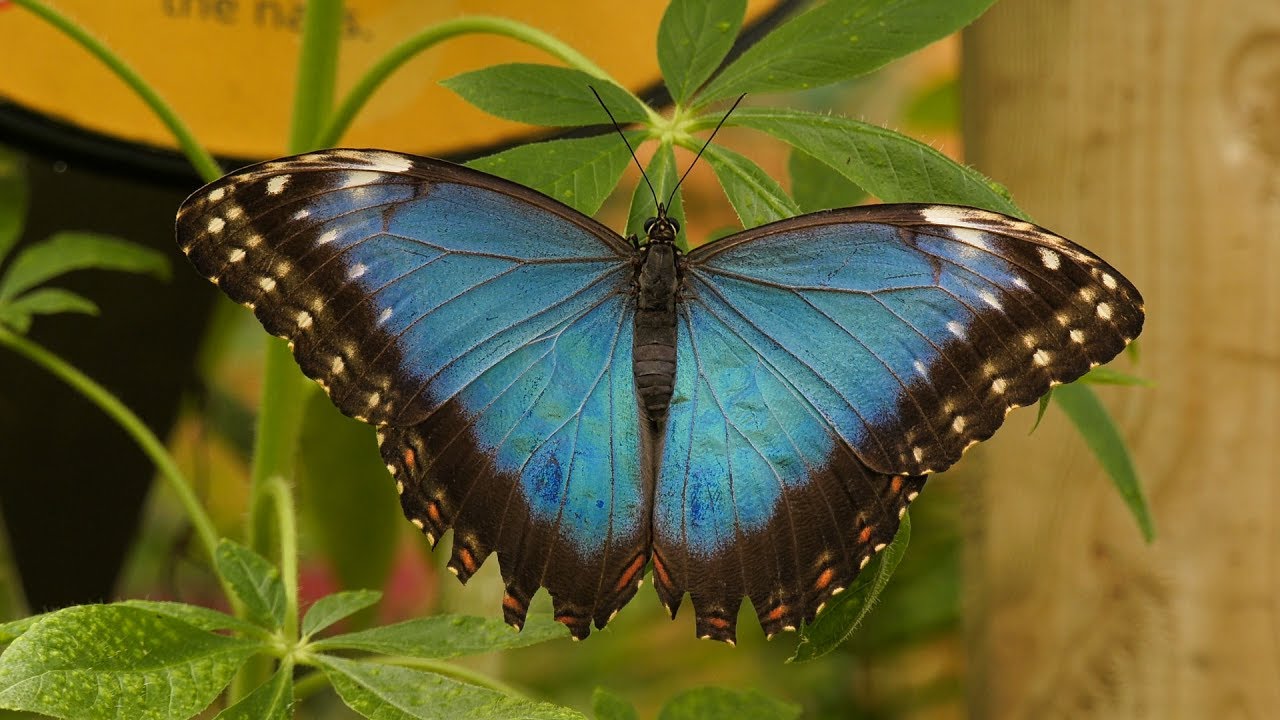 Z wizytą w Edinburgh Butterfly & Insect World - YouTube
