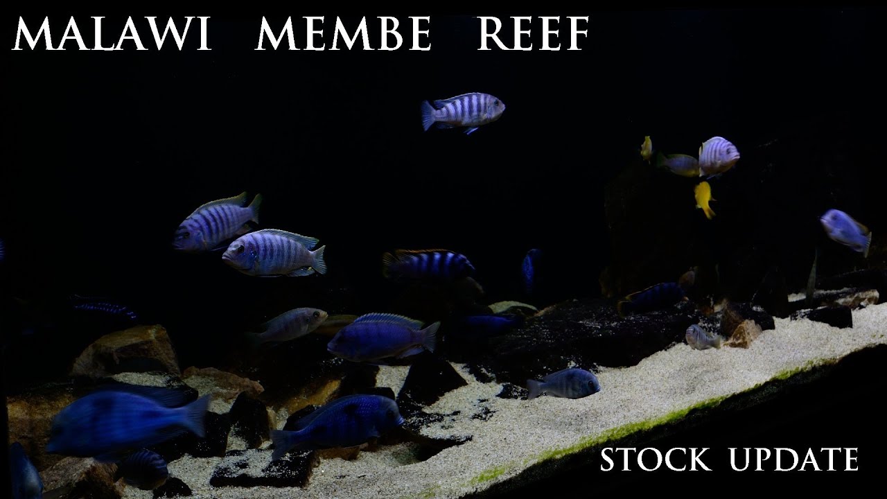 ep. 27 - Malawi Membe Reef - 840 Litres Biotope - Stock Update (9th ...