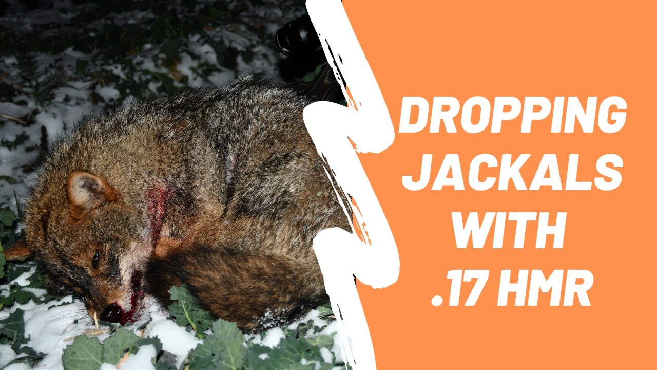 Hunting with .17 HMR - Dropping jackals in their tracks - YouTube