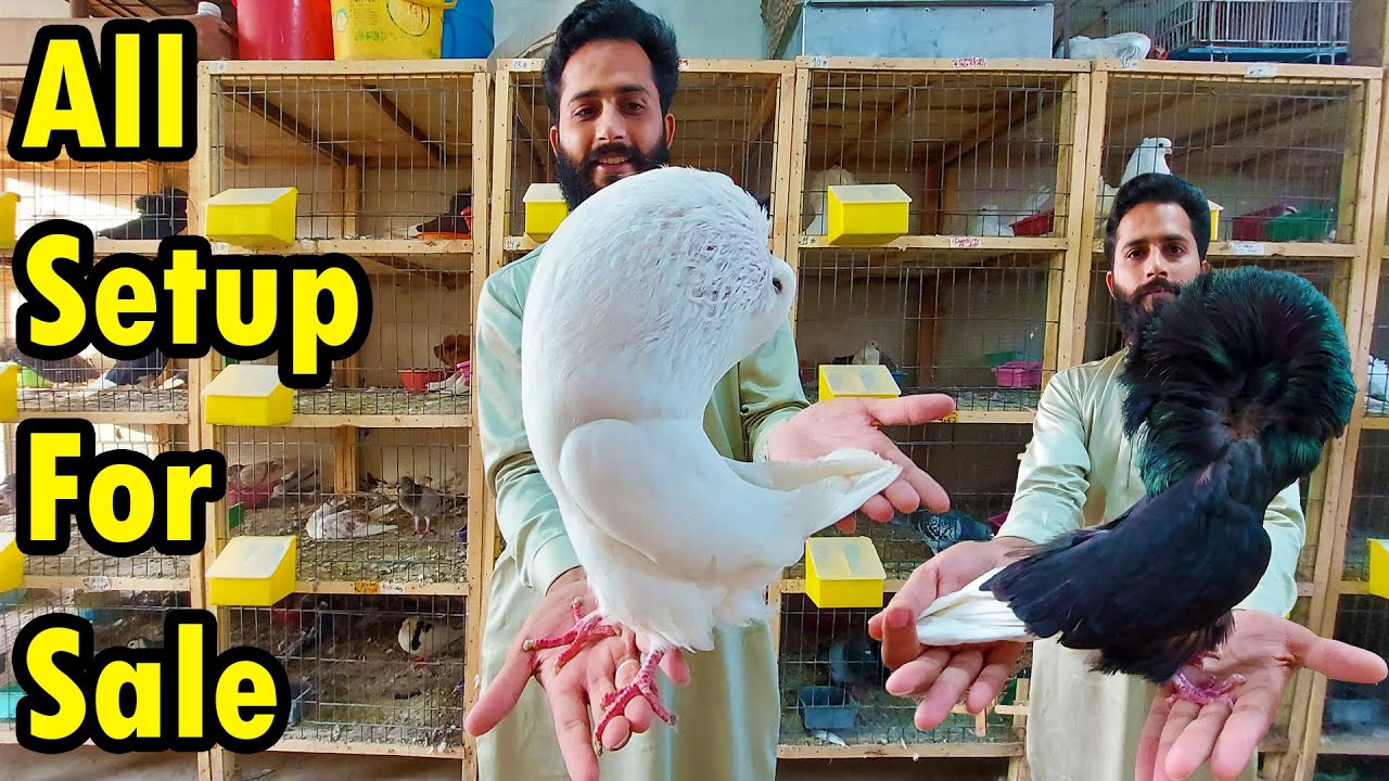Most Beautiful Fancy Pigeon Setup | Biggest Fancy Pigeon Loft | Fancy ...