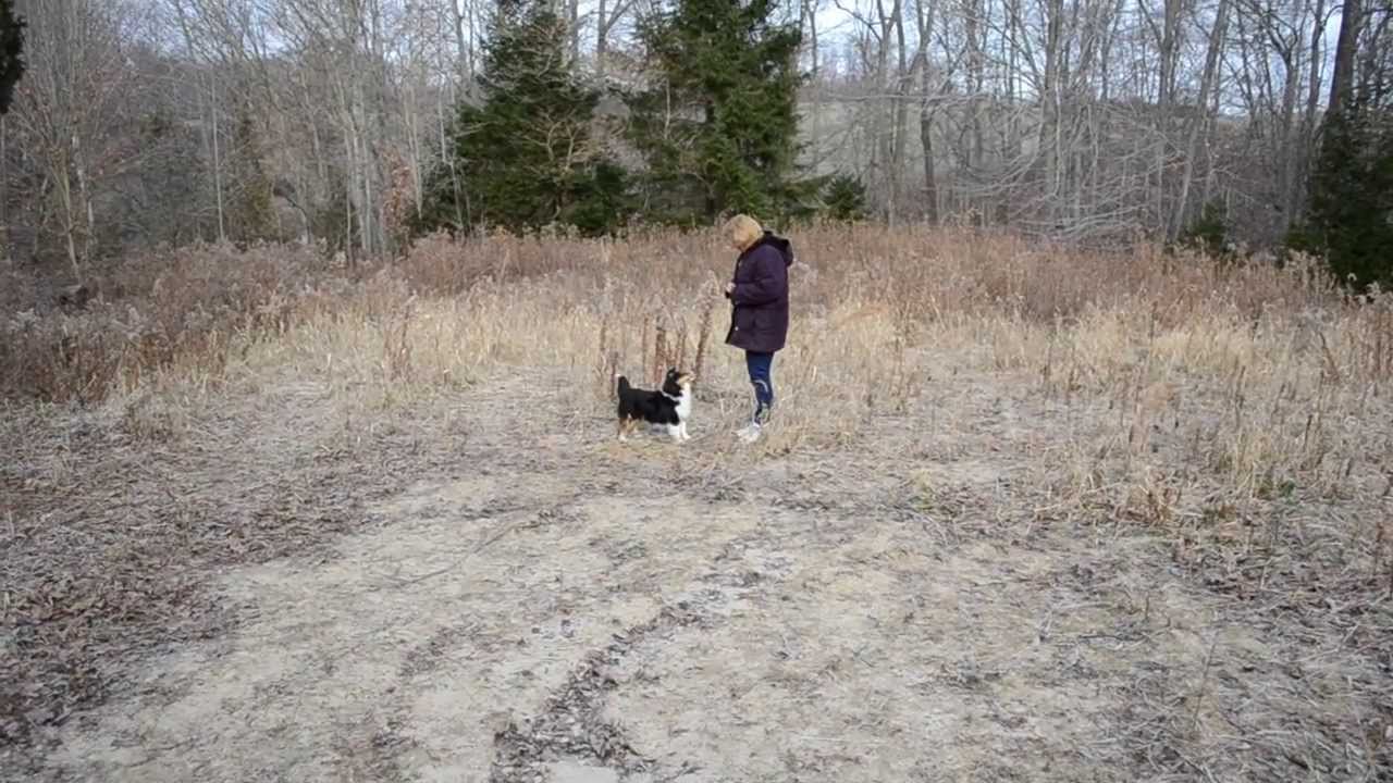 Cermel Shelties X Factor puppy - Nolan - YouTube