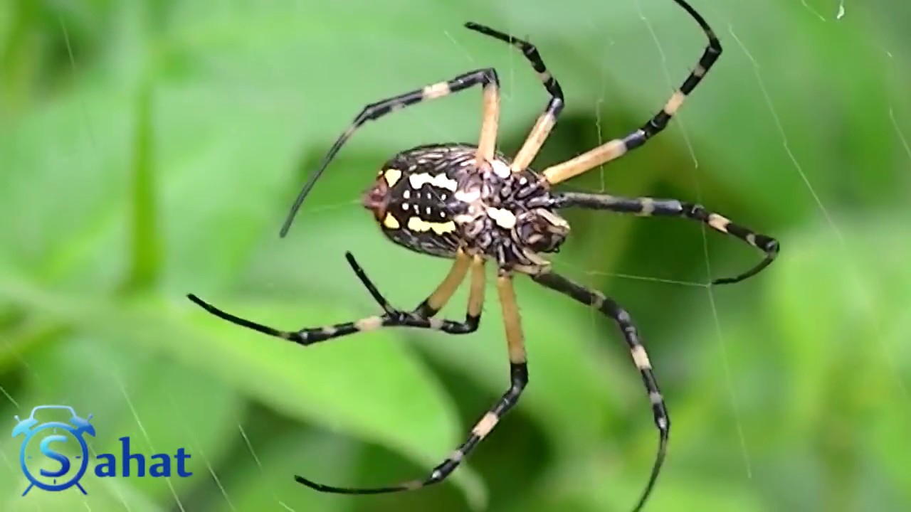 Merimanga Braziliane - Impossible 01 - YouTube