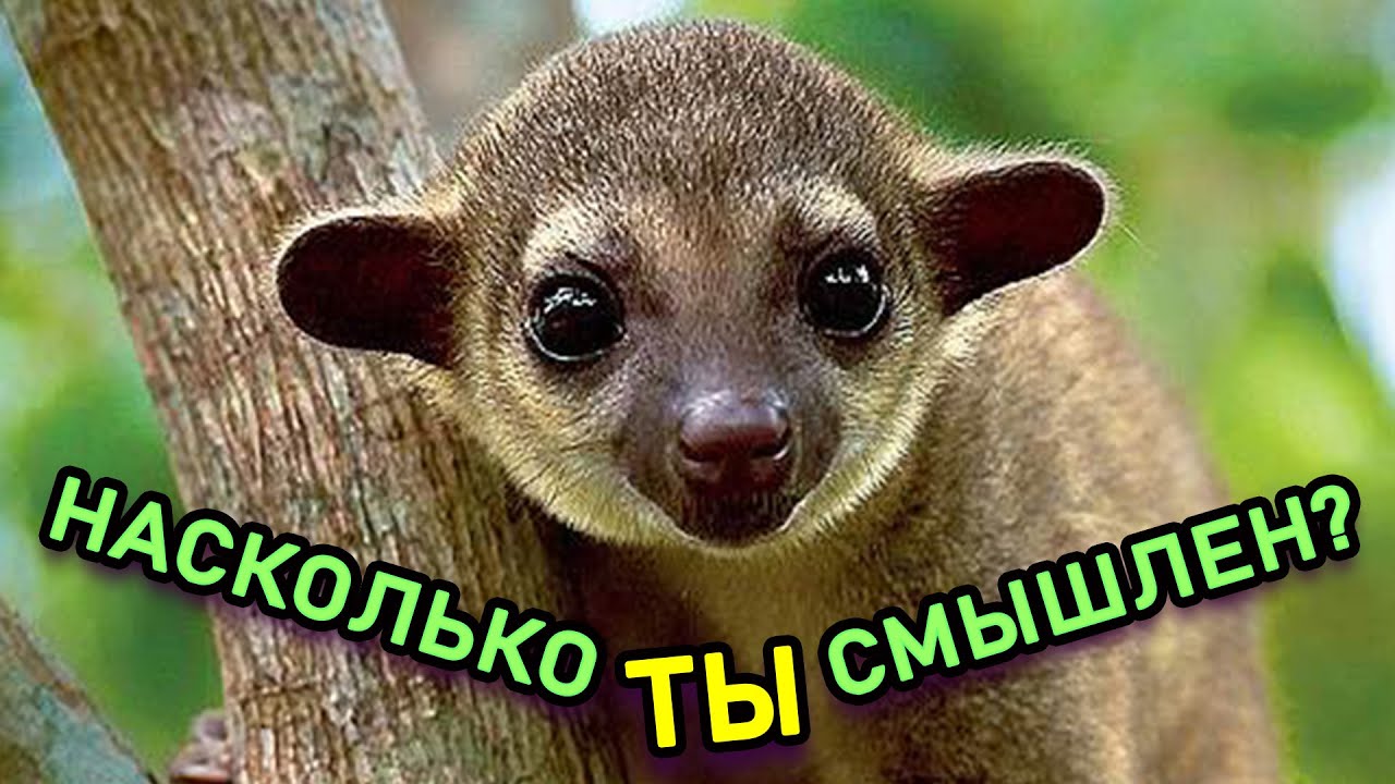 Пройди ТЕСТ НА ЭРУДИЦИЮ и докажи что ты НЕПОВТОРИМ тестнаобщиезнания