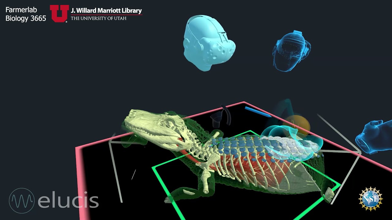 Exploring alligator pulmonary anatomy with virtual reality - YouTube