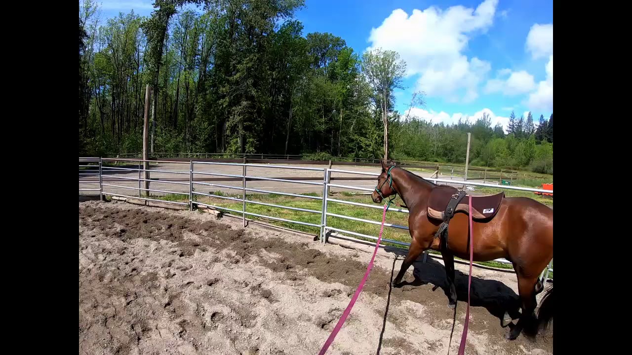 Junior learning how to Ground Drive - YouTube