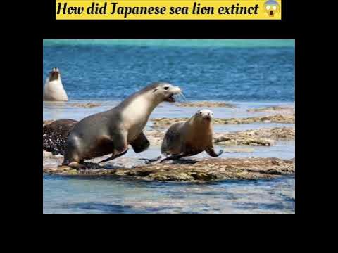 How did Japanese sea lion extinct 😱 #shorts #youtube #ytshorts - YouTube