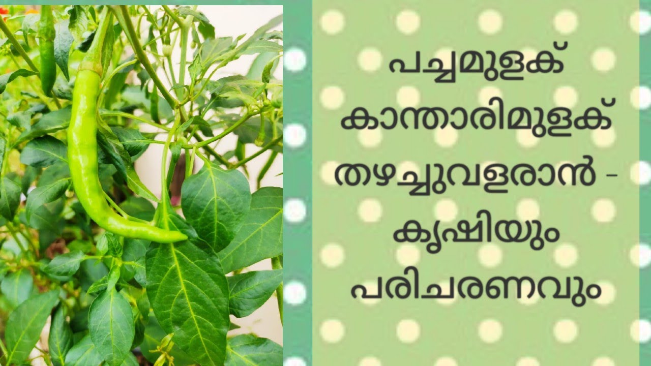 CHILLI PLANT Care: Tips & Tricks 🌶️Organic way of Growing Green Chilli ...