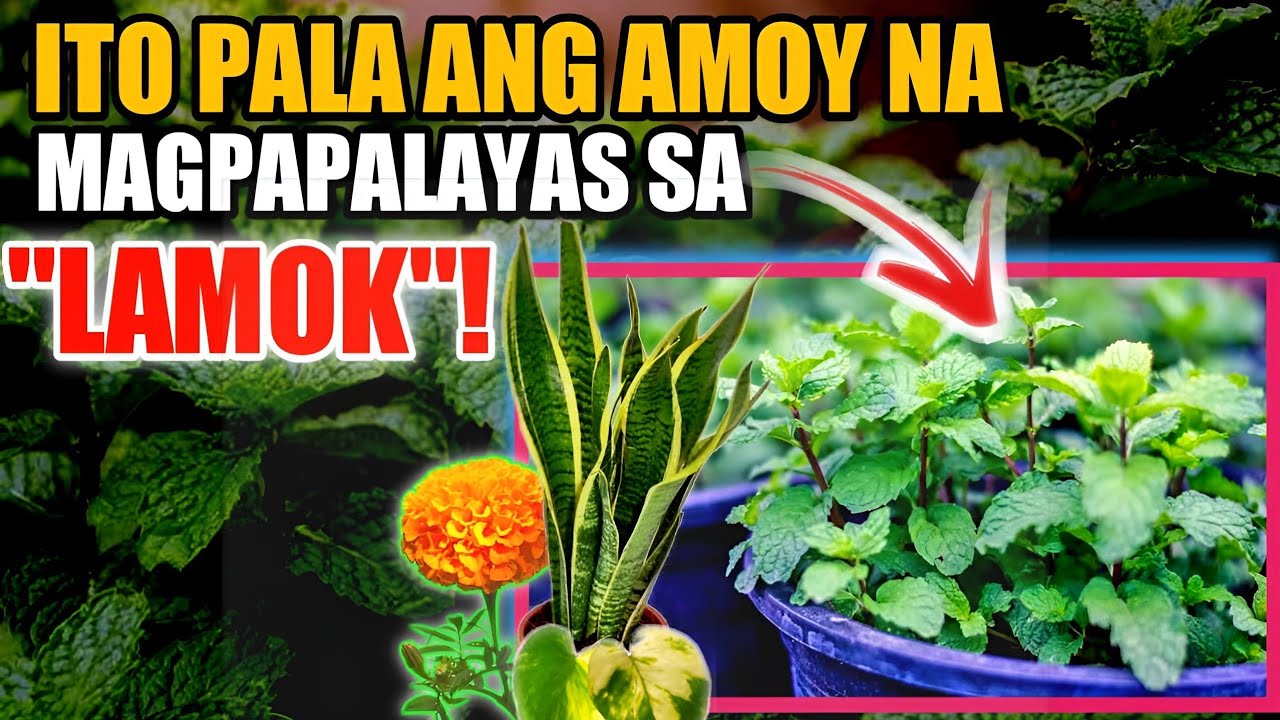AYAW PALA NG MGA LAMOK SA MGA HALAMANG ITO - YouTube