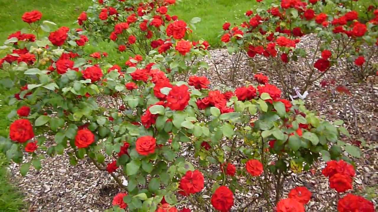 Panasonic Lumix DMC - S2 720p HD Video Sample