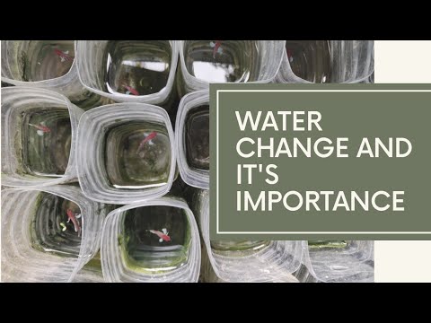 Water Change And It's Importance - YouTube