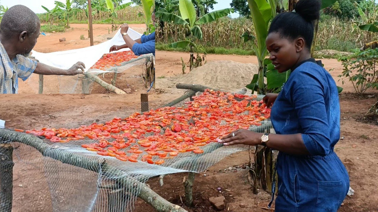 Drying out Tomatoes to make powdered tomatoes the local way. # ...