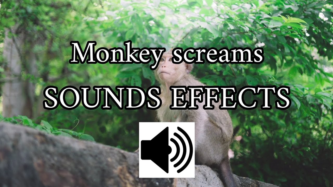 Monkey screams🐒 - Effects sounds - YouTube