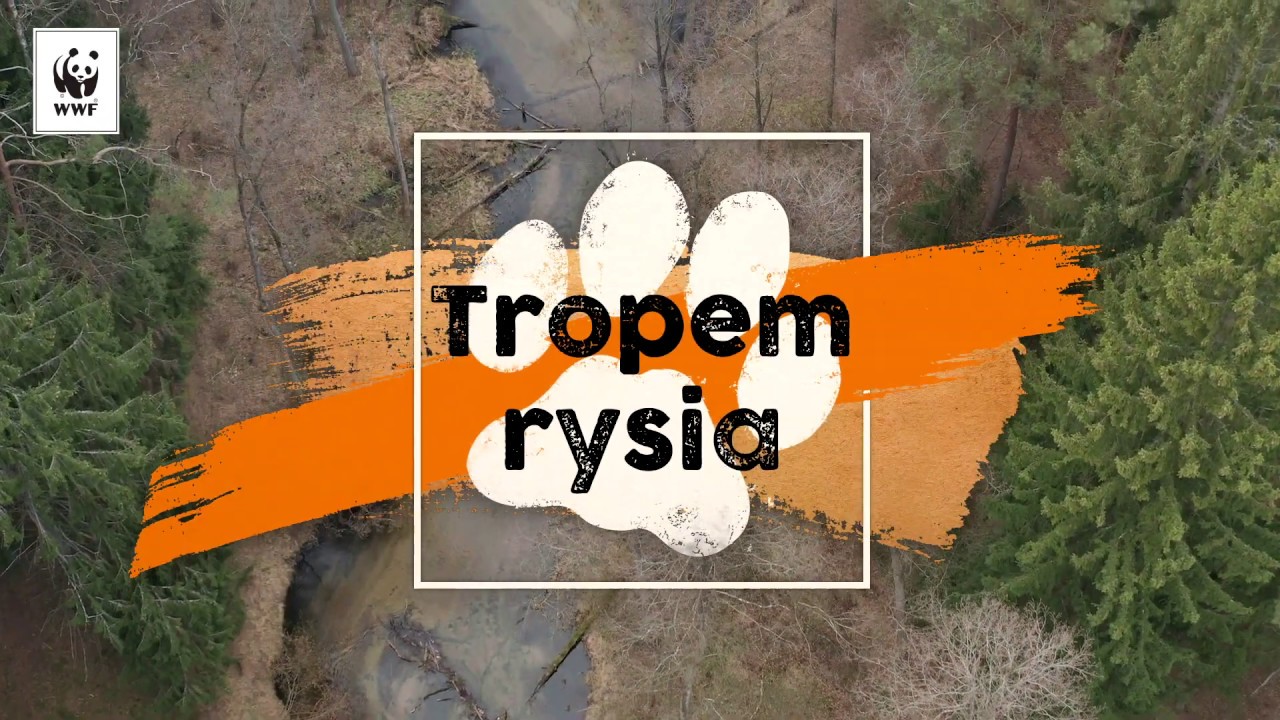 Tropem rysia - YouTube
