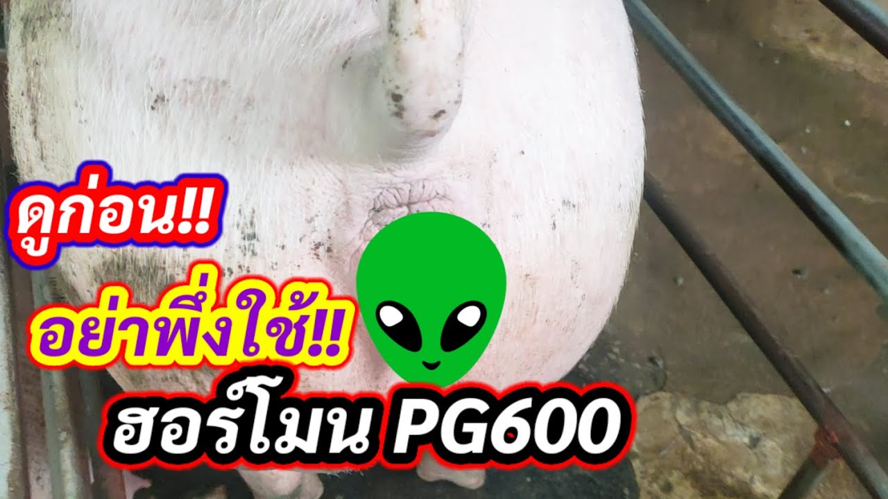ดูก่อนตัดสินใจ!! ผลของการใช้ PG600 l KruThan พาทำ - YouTube