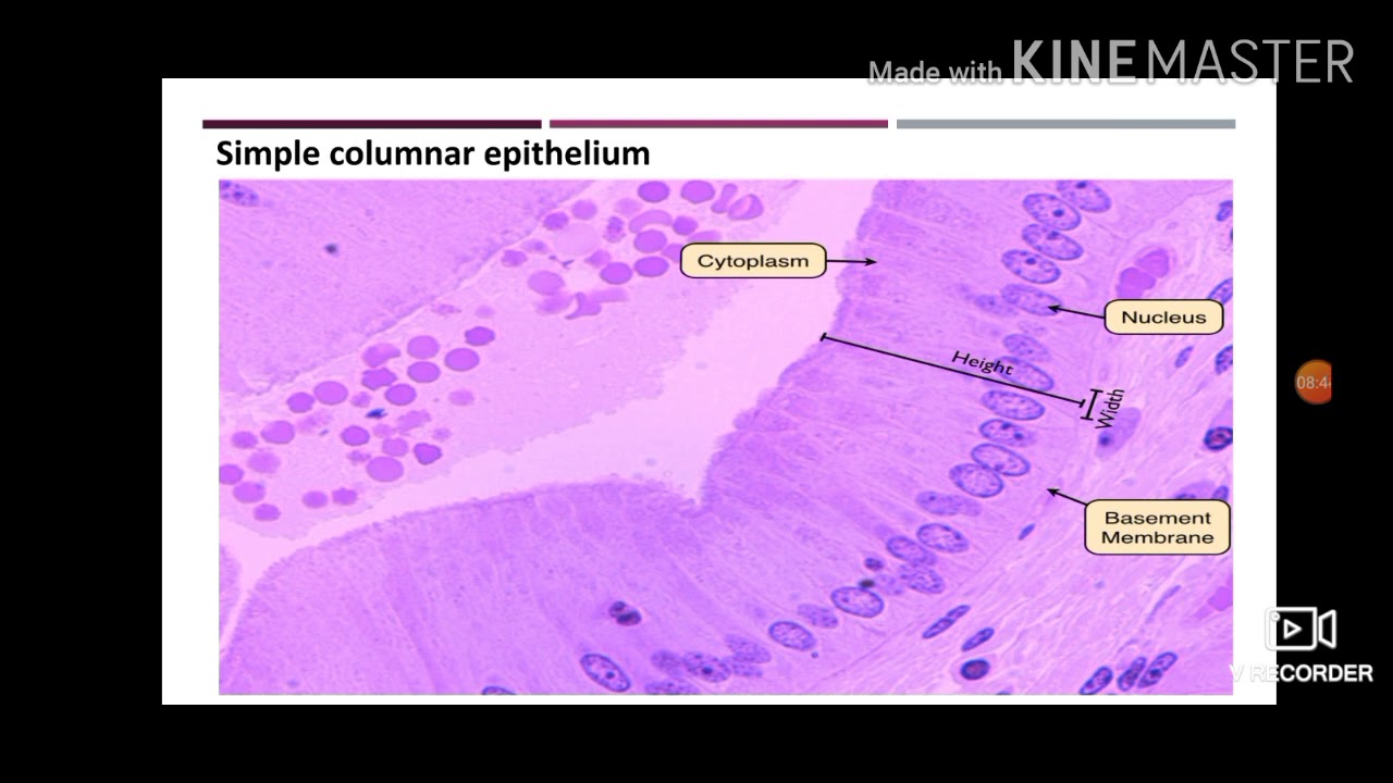 Class 9 | Biology | Observation of animal tissues|Epithelium - YouTube