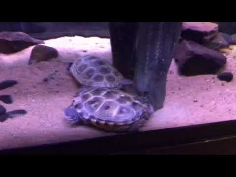 The lazy turtles - YouTube