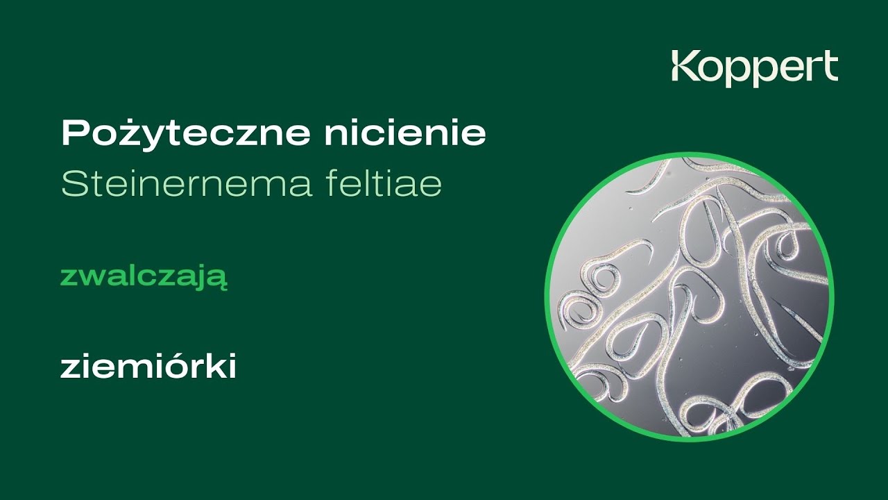 Pożyteczne nicienie Steinernema feltiae skutecznie zwalczają ziemiórki ...
