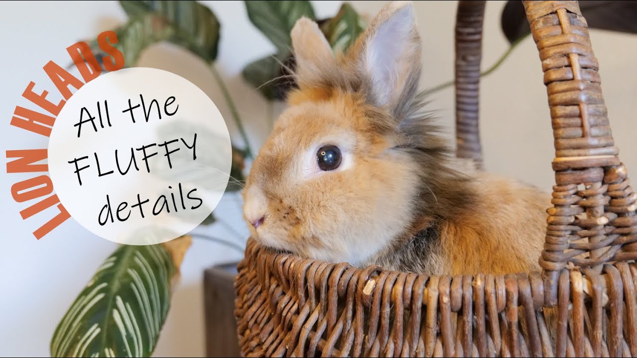 All you want to know about LION HEAD RABBITS - YouTube