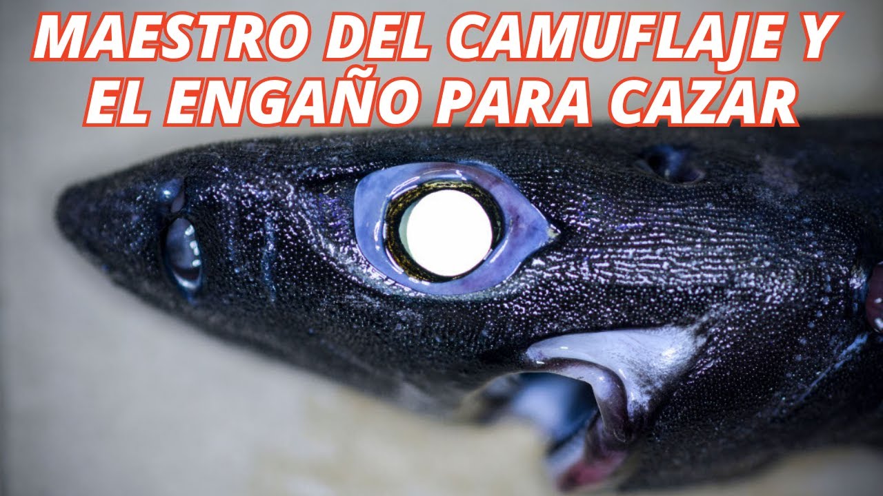 El Tiburón que CAZA con TRUCOS de LUZ: Tiburón Linterna Ninja - YouTube