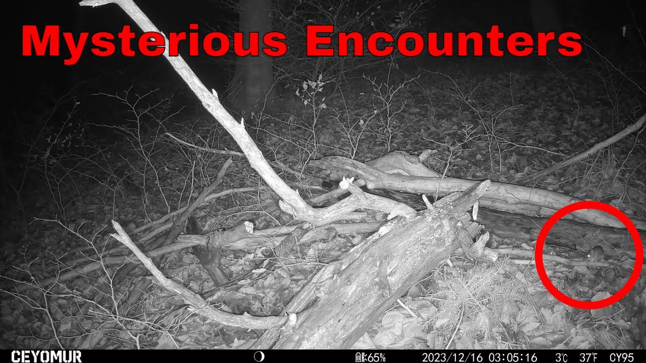 Mysterious Encounters: Caught on Game Cam - What Is It? #016 - YouTube
