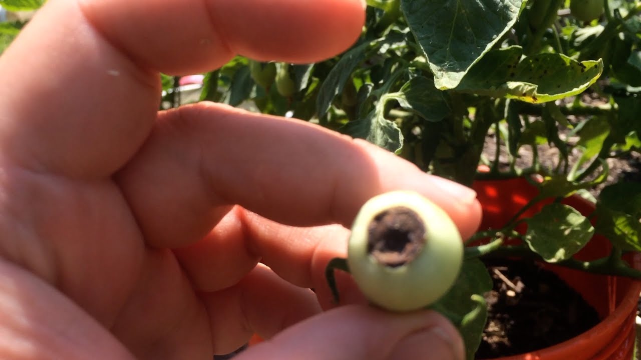 Brown Squishy End on Your Tomato? - YouTube