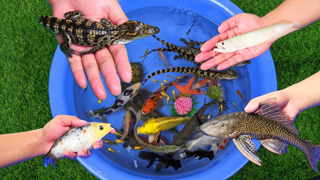 Tattoo Arowana Goldfish Crocodile Alligator Pleco Molly Koi Carp Puffer ...