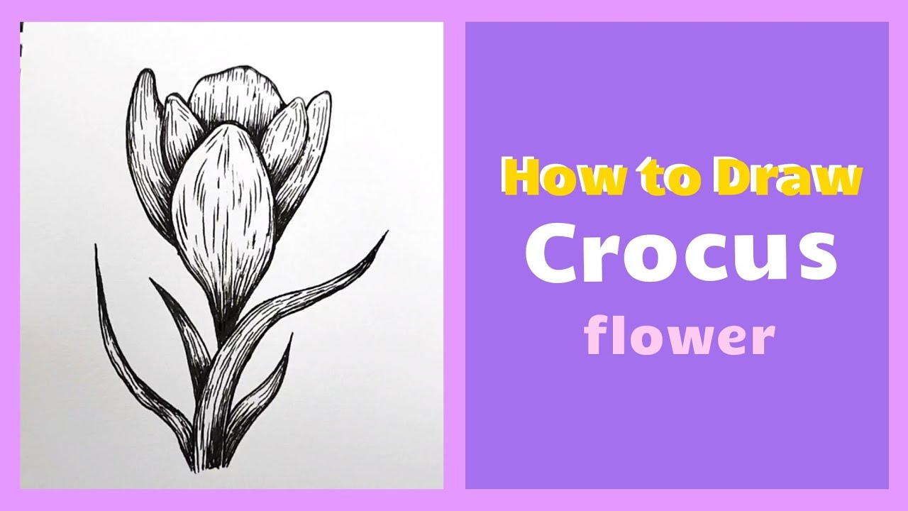 How to Draw Crocus Flower / Pen and Ink Easy Drawing Tutorial Step by ...