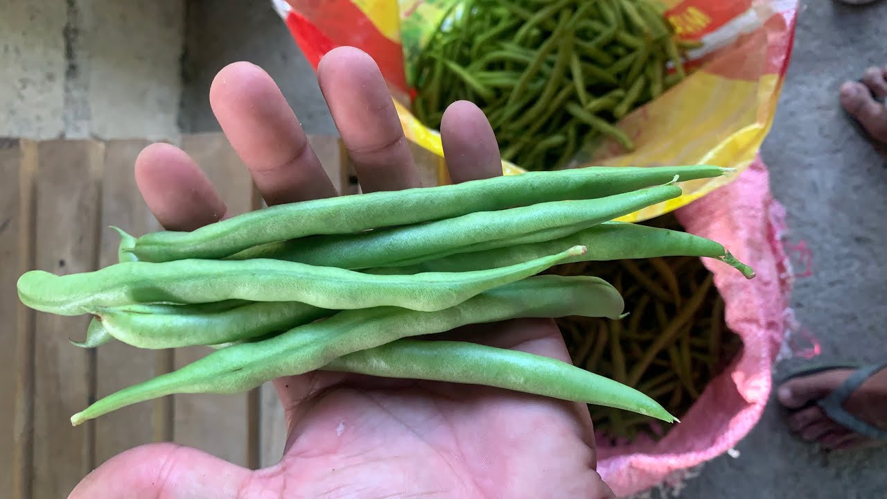 Barak beans alagang humus fertilizer & fungicide - YouTube