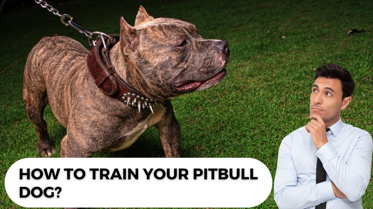 Pitbull Dog Training Tips | Effective Tips and Techniques for Training ...