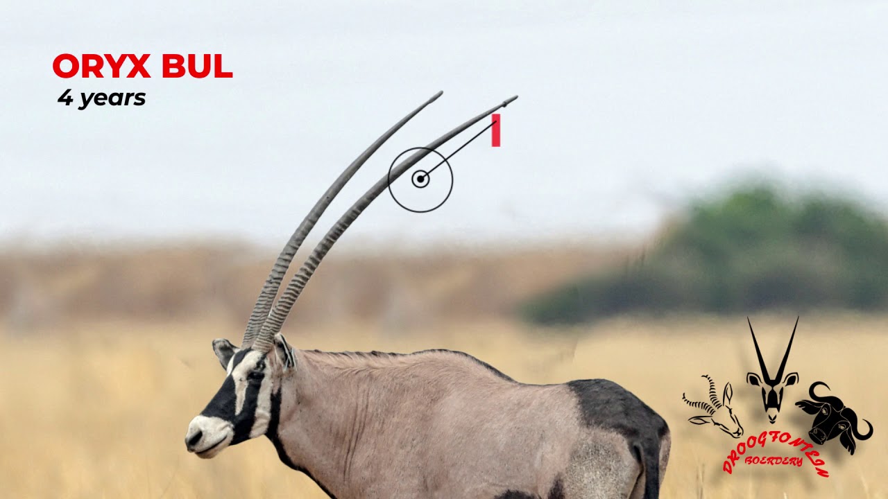 Oryx Video - YouTube