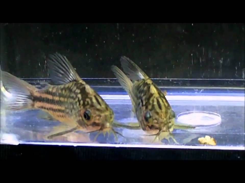corydoras nanus - YouTube