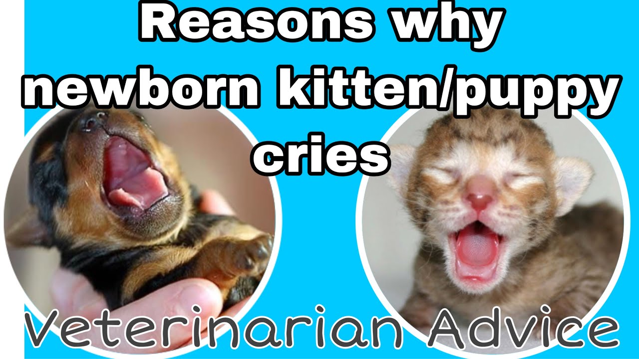 DOG CRYING || CAT CRYING || 3 POSSIBLE REASONS - YouTube