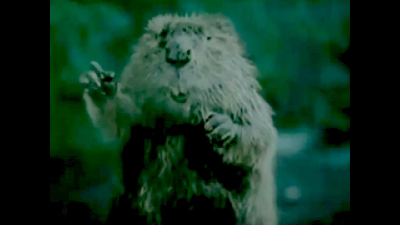 Bridgestone Beaver Life Spared Beaver Spares Life TV Commercial HD ...