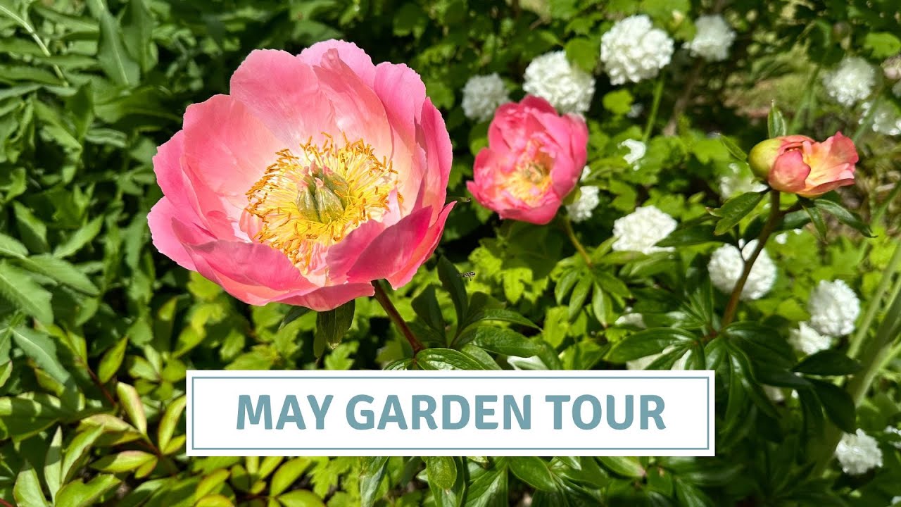 May Garden Tour, Flowering Perennials + Shrubs, English Country Garden ...