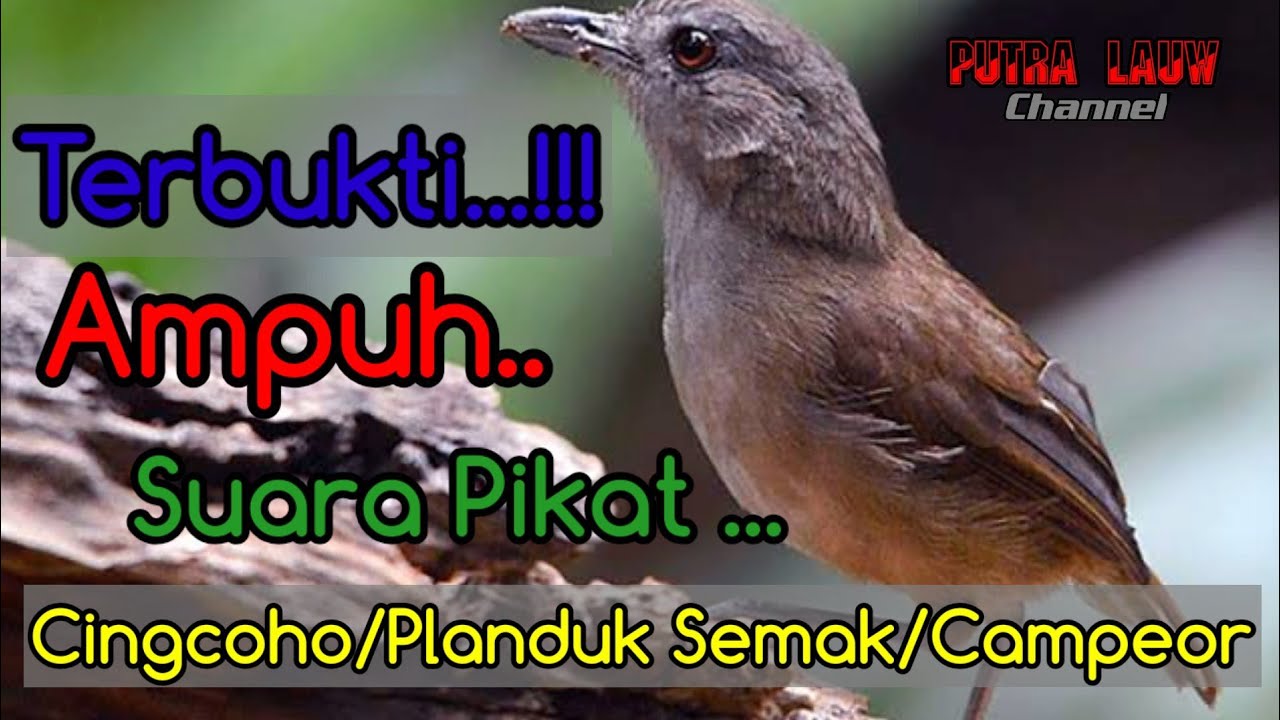 Suara Pikat Burung Planduk Semak,campeor,cingcoho. v.2.0 - YouTube