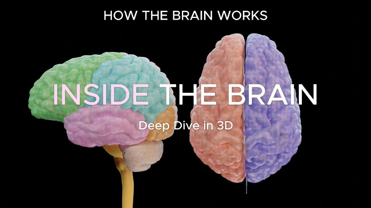 Brain Anatomy EXPLAINED: 3D Guide to Lobes & Functions - YouTube