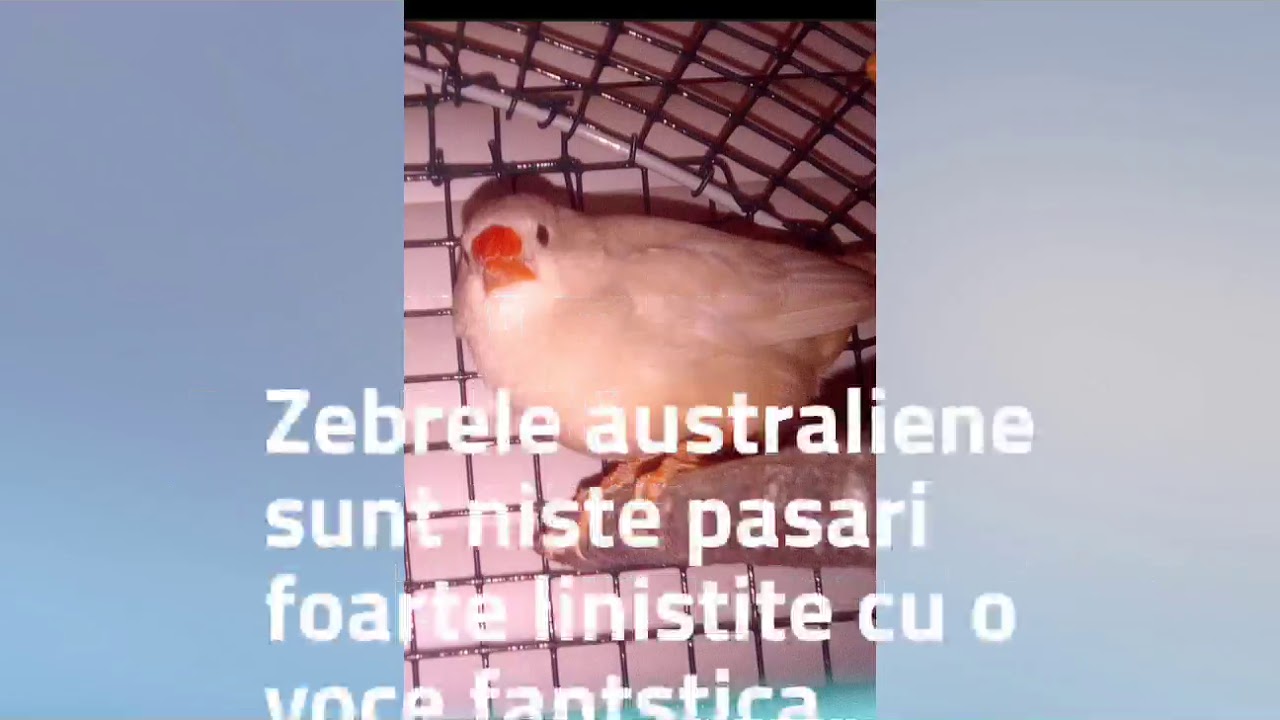 Zebre australiene(cinteze) informatii - YouTube