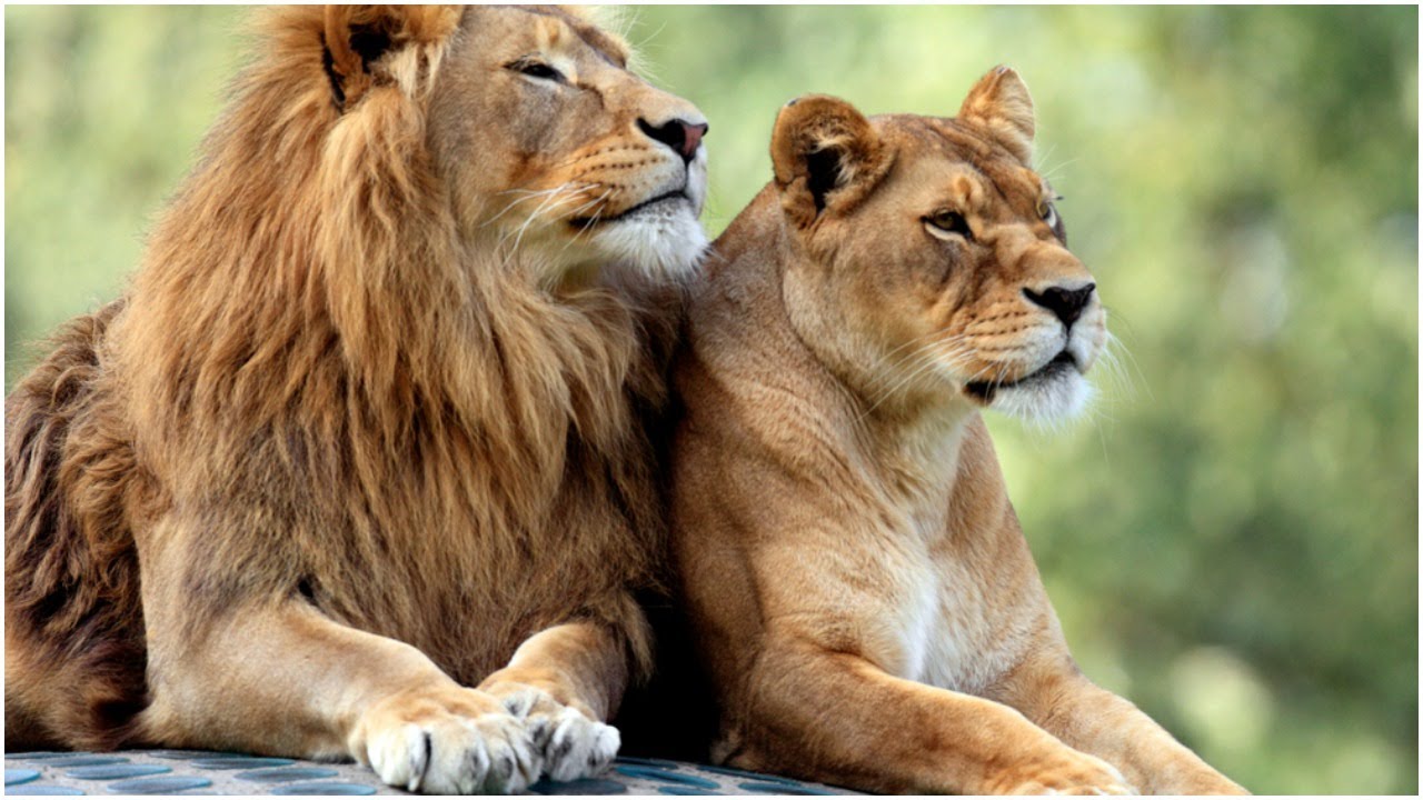 10 Interesting Facts About Lions YouTube 10-interesting-facts-about-lions-youtube